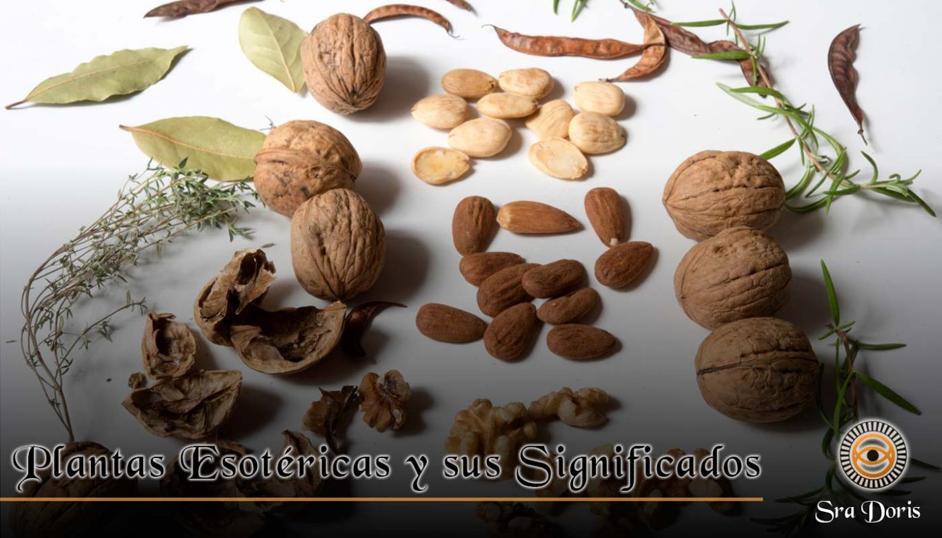 Lectura De Cartas Sra. Doris - Plantas Esotéricas y sus Significados Lectura De Cartas Sra. Doris - Plantas Esotéricas y sus Significados